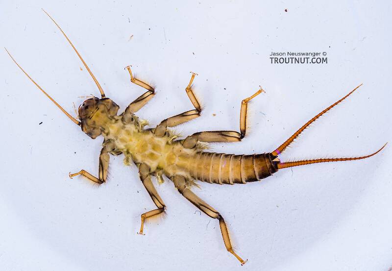 Calineuria californica (Golden Stone) Stonefly Nymph Pictures