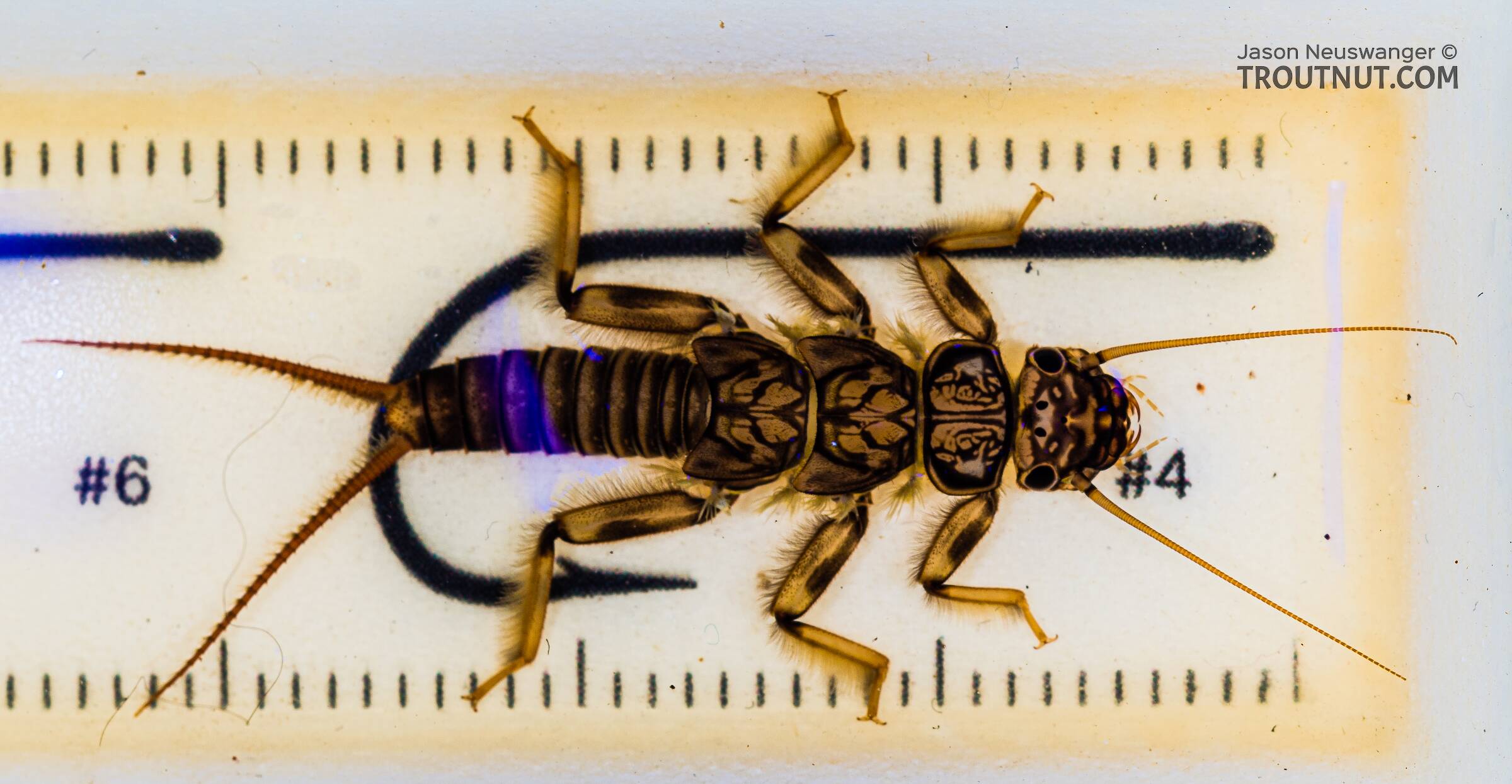 Calineuria californica (Golden Stone) Stonefly Nymph Pictures