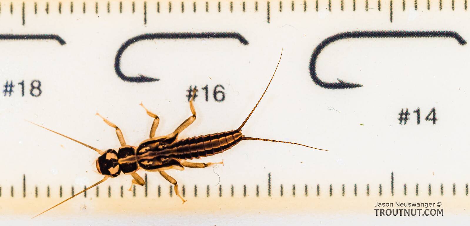 Isoperla fusca (Yellow Sally) Stonefly Nymph Pictures