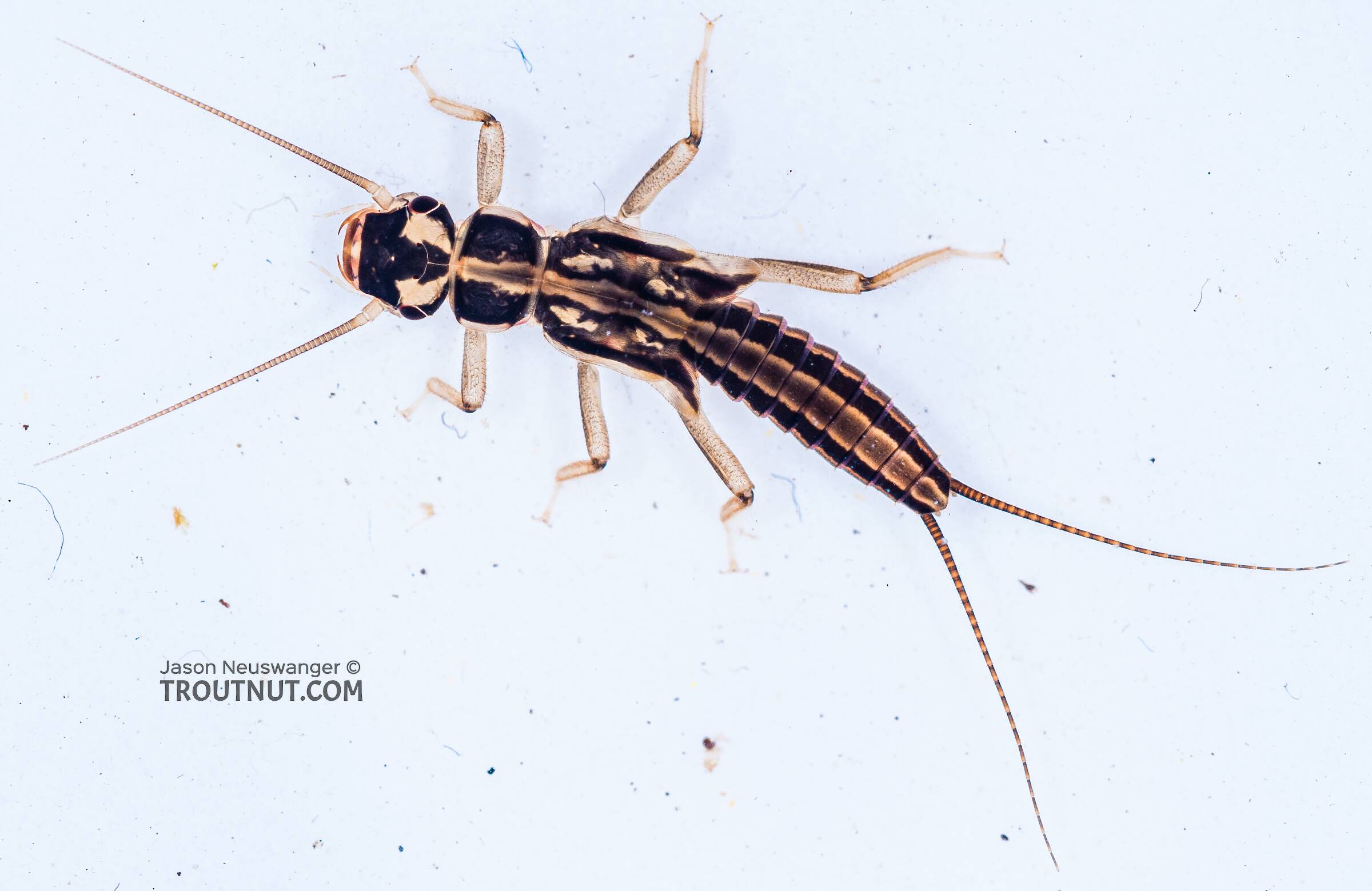 Stonefly Genus Isoperla (Stripetails and Yellow Stones)
