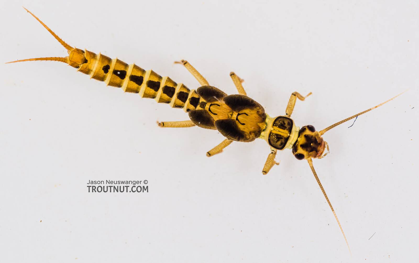 Sweltsa borealis (Boreal Sallfly) Stonefly Nymph Pictures