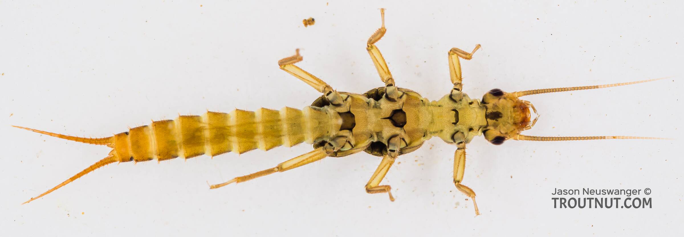 Sweltsa borealis (Boreal Sallfly) Stonefly Nymph Pictures