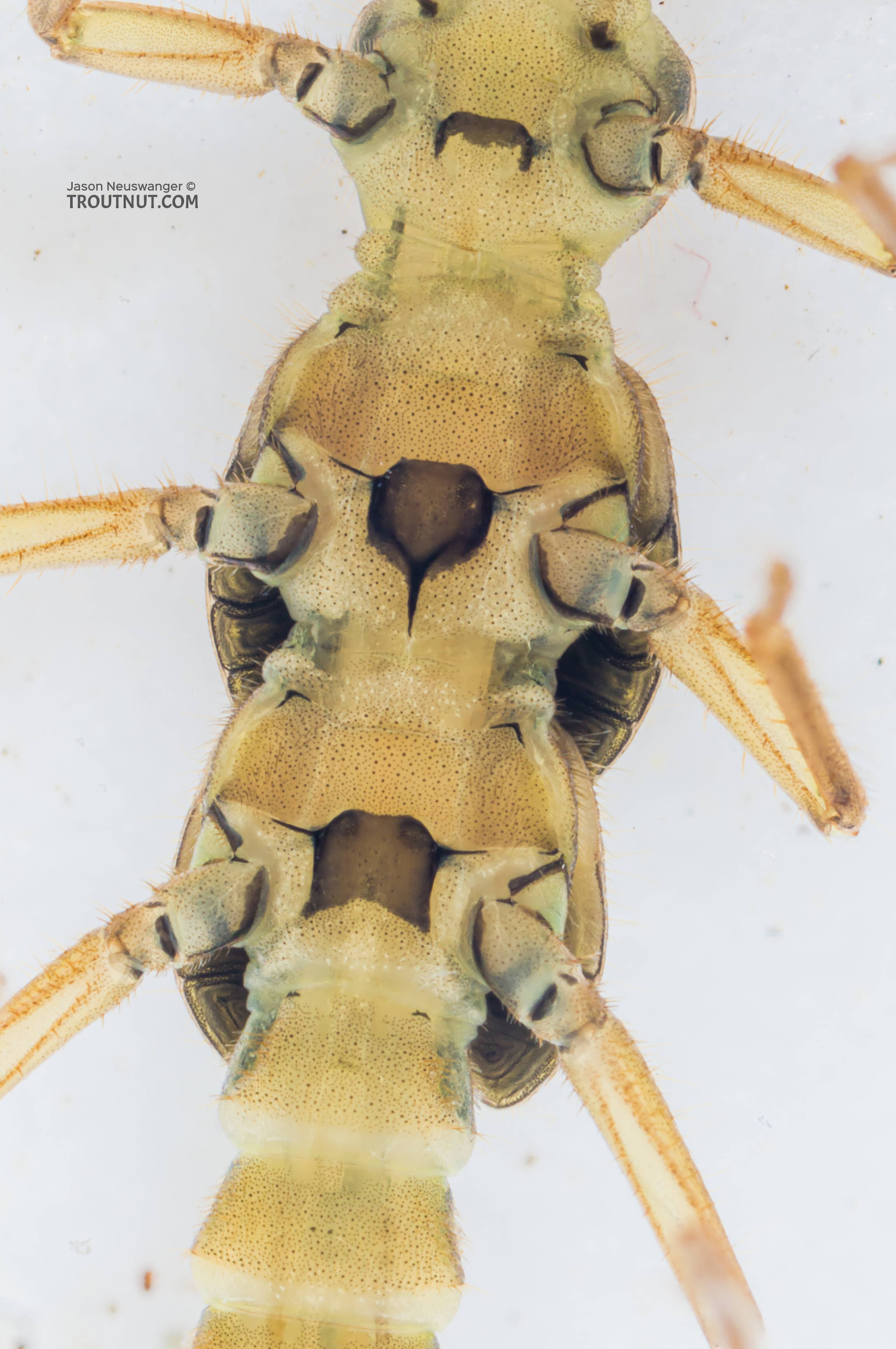 Sweltsa borealis (Boreal Sallfly) Stonefly Nymph Pictures