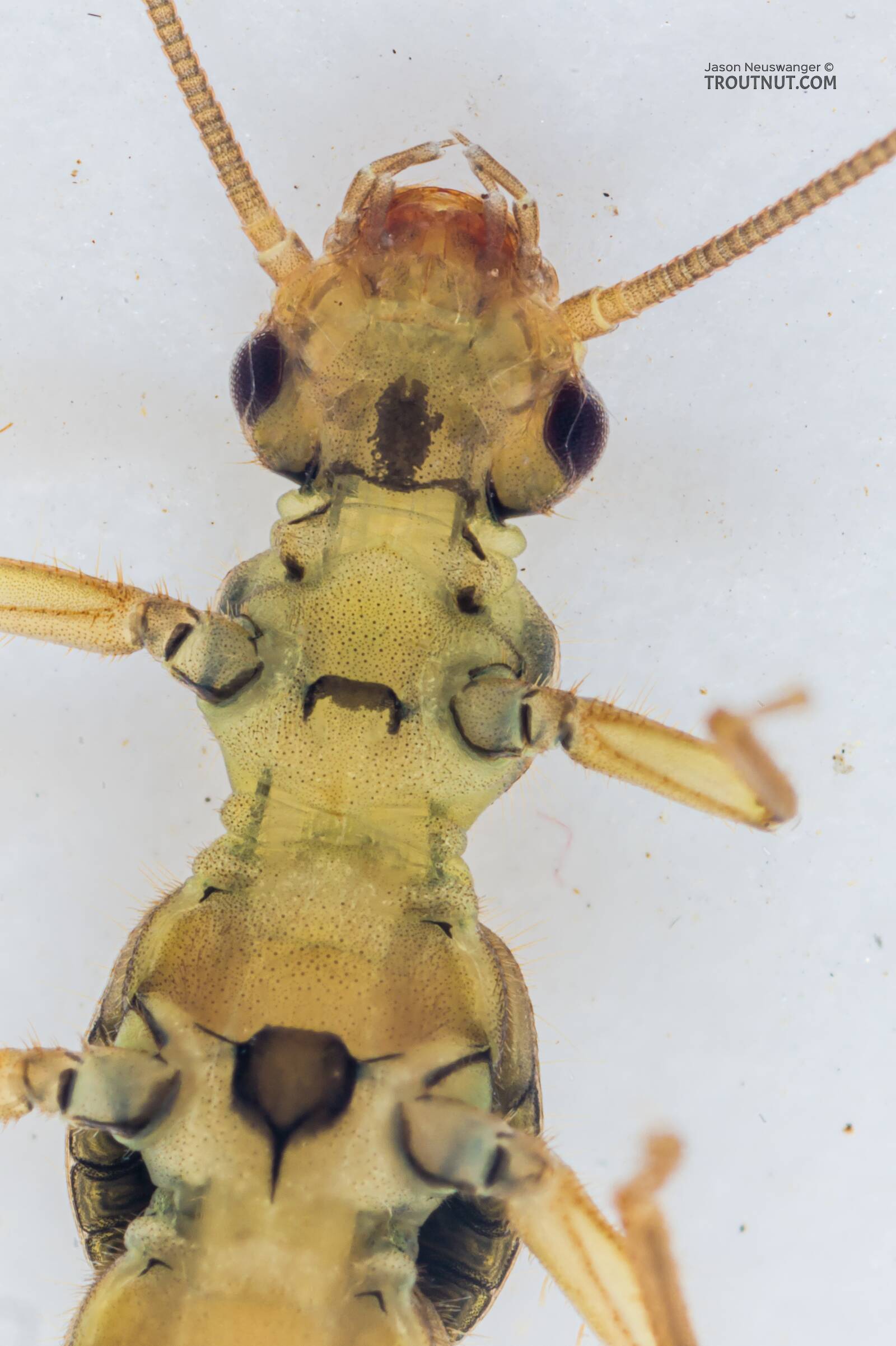 Sweltsa borealis (Boreal Sallfly) Stonefly Nymph Pictures