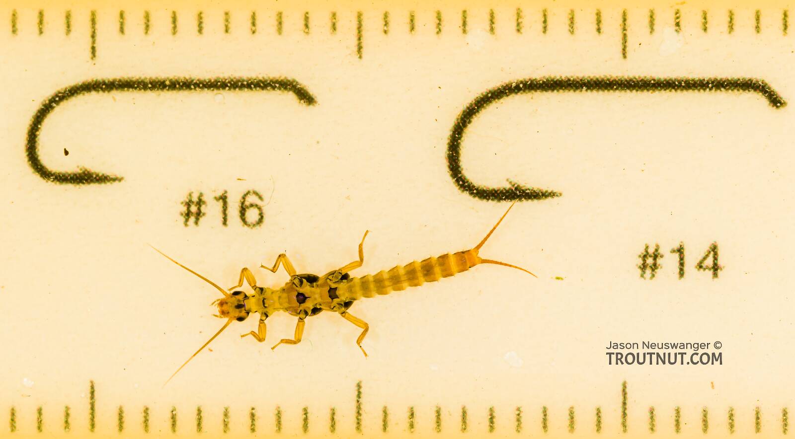 Sweltsa borealis (Boreal Sallfly) Stonefly Nymph Pictures