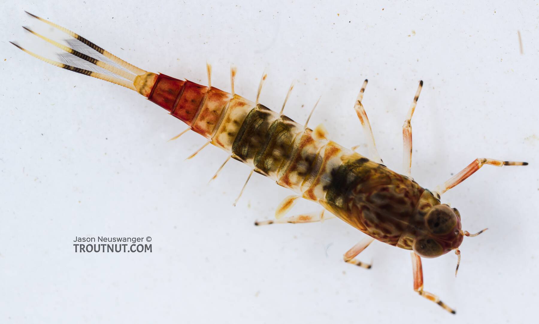 Mayfly Family Ameletidae (Brown Duns)