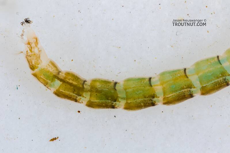 Chironomidae (Midge) True Fly Larva Pictures
