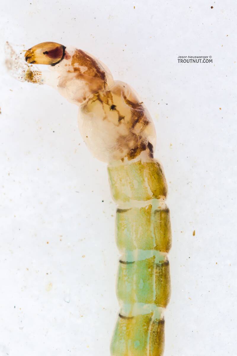 Chironomidae (Midge) True Fly Larva Pictures