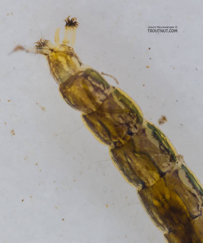 Chironomidae (Midge) True Fly Larva Pictures