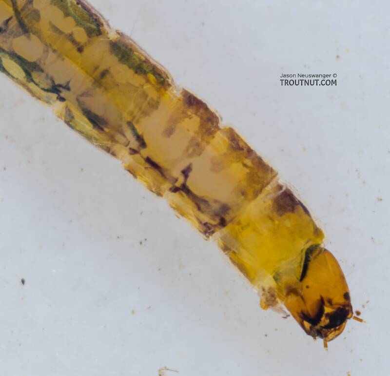 Chironomidae (Midge) True Fly Larva Pictures