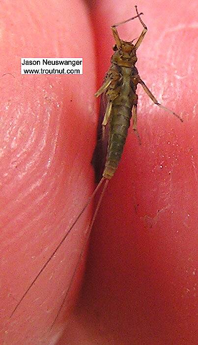Female Acentrella (Tiny Blue-Winged Olive) Mayfly Dun Pictures