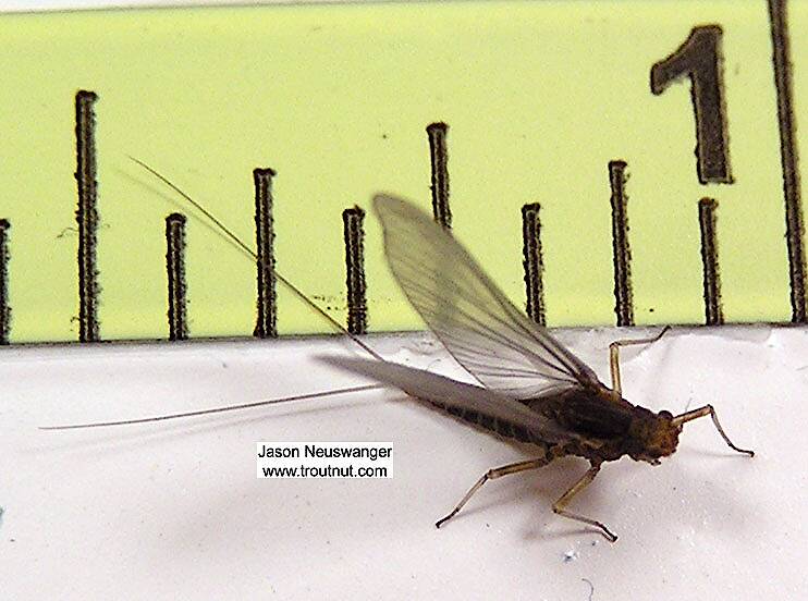 Female Acentrella (Tiny Blue-Winged Olive) Mayfly Dun Pictures