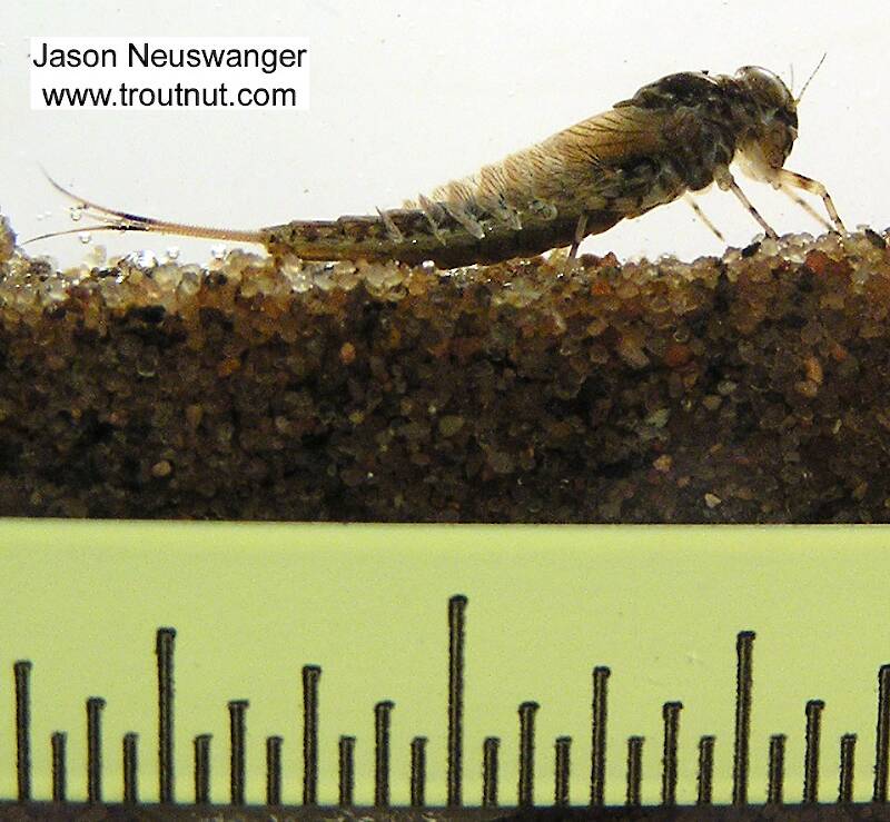 Siphlonurus quebecensis (Adams) Mayfly Nymph Pictures