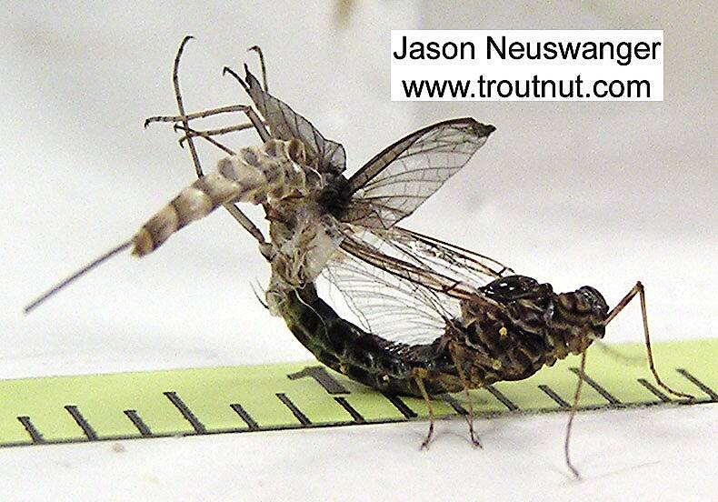 Female Siphlonurus quebecensis (Adams) Mayfly Spinner Pictures
