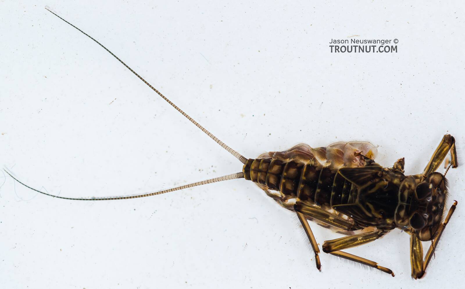 Epeorus grandis Mayfly Nymph Pictures