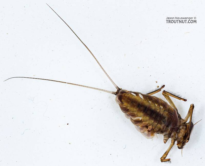 Epeorus grandis Mayfly Nymph Pictures