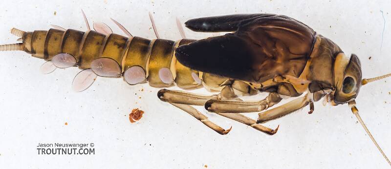 Baetis bicaudatus (BWO) Mayfly Nymph Pictures