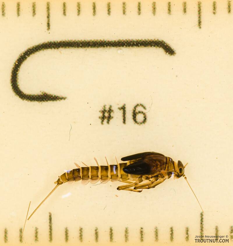 Baetis bicaudatus (BWO) Mayfly Nymph Pictures