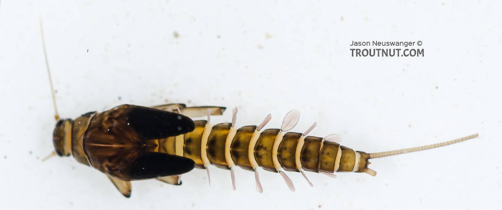 Baetis bicaudatus (BWO) Mayfly Nymph Pictures