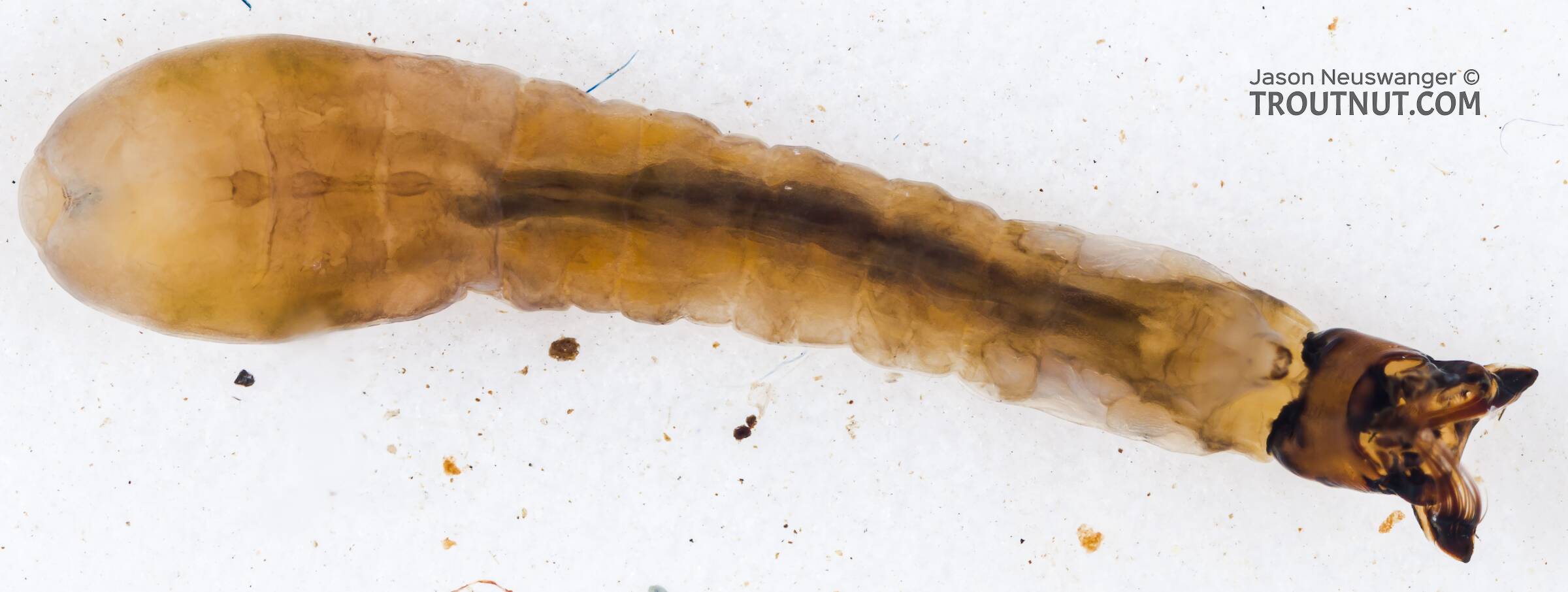 True Fly Family Simuliidae (Black Flies)