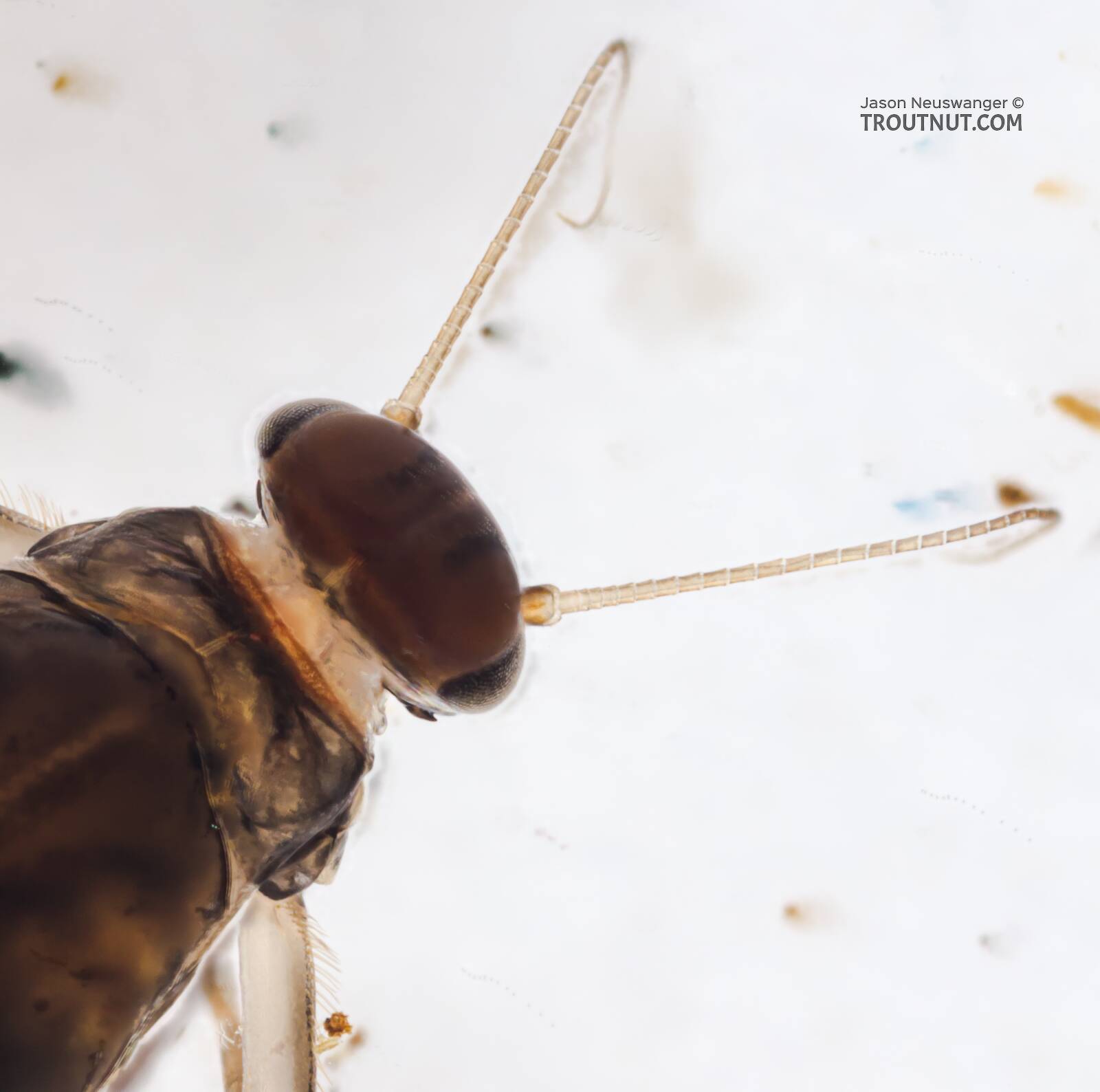 Male Baetis bicaudatus (BWO) Mayfly Nymph Pictures