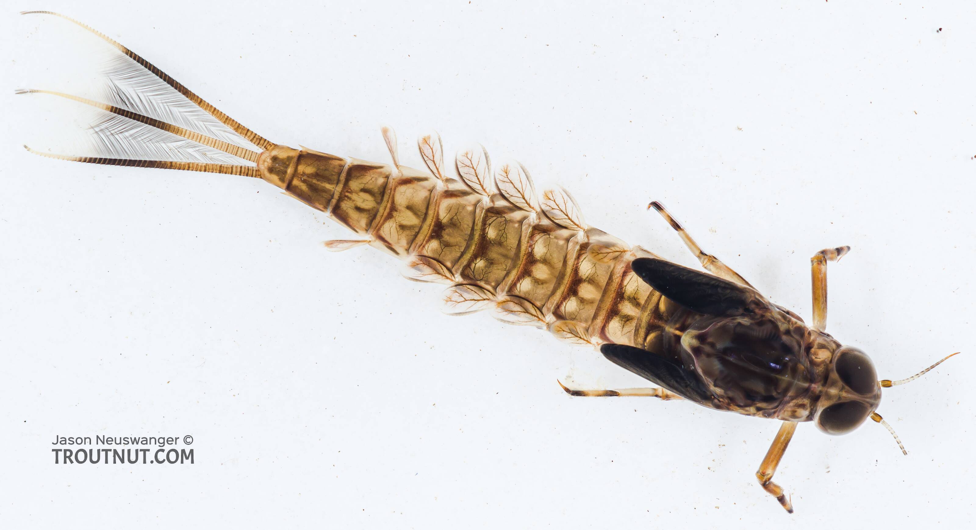 Mayfly Family Ameletidae (Brown Duns)
