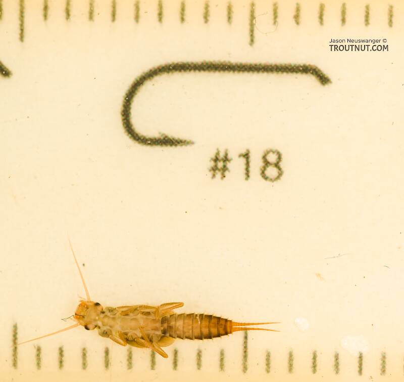 Sweltsa (Sallfly) Stonefly Nymph Pictures