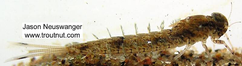 Siphloplecton basale (Pseudo-Gray Drake) Mayfly Nymph Pictures