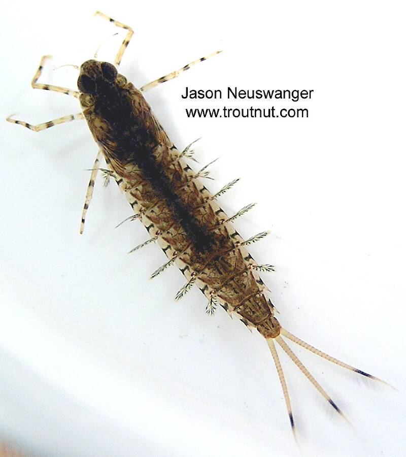 Mayfly Species Siphloplecton basale (Pseudo-Gray Drakes)