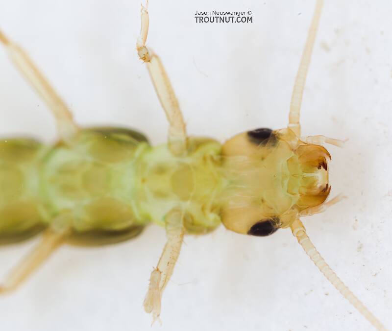 Alloperla (Sallfly) Stonefly Nymph Pictures