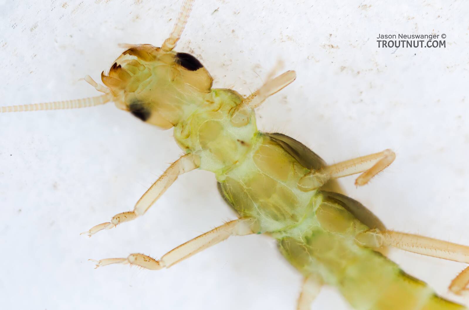 Alloperla (Sallfly) Stonefly Nymph Pictures