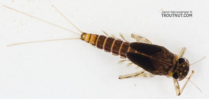 Cinygmula (Dark Red Quill) Mayfly Nymph Pictures