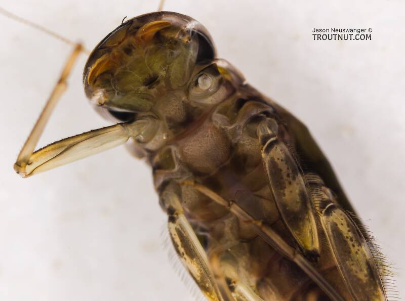 Cinygmula (Dark Red Quill) Mayfly Nymph Pictures