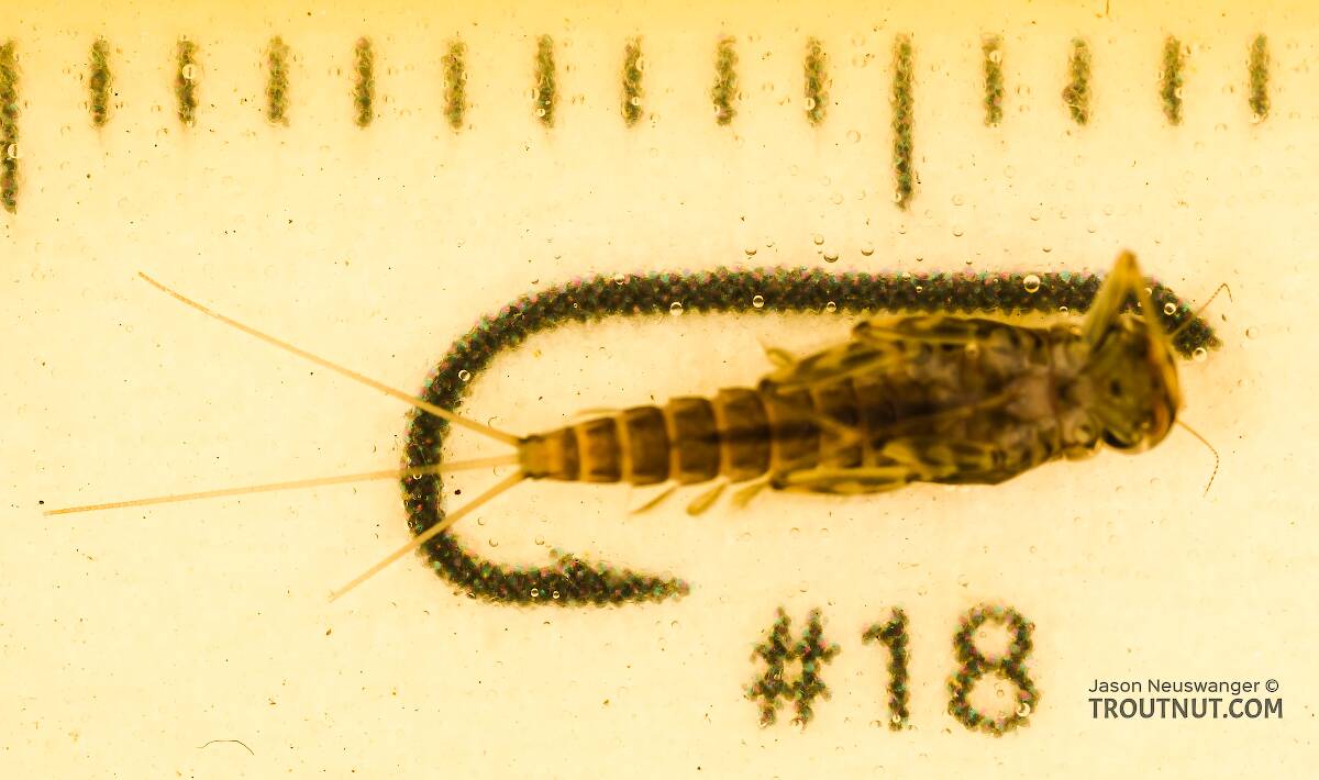 Cinygmula (Dark Red Quill) Mayfly Nymph Pictures