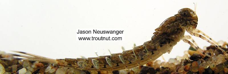 Siphloplecton basale (Pseudo-Gray Drake) Mayfly Nymph Pictures