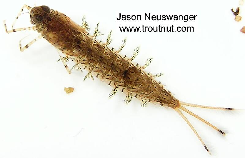 Siphloplecton basale (Pseudo-Gray Drake) Mayfly Nymph Pictures