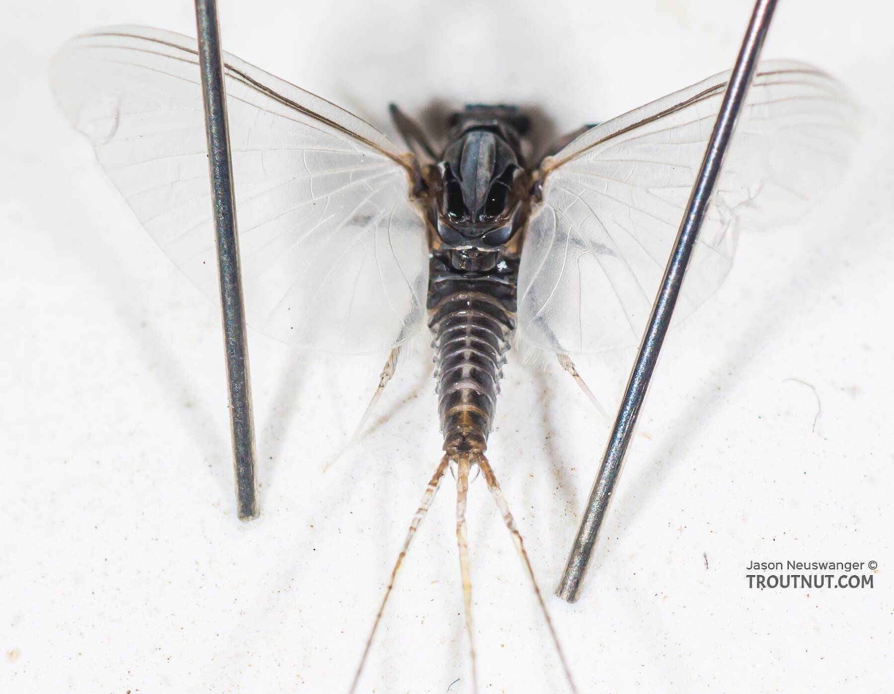 Mayfly Genus Tricorythodes (Tricos)