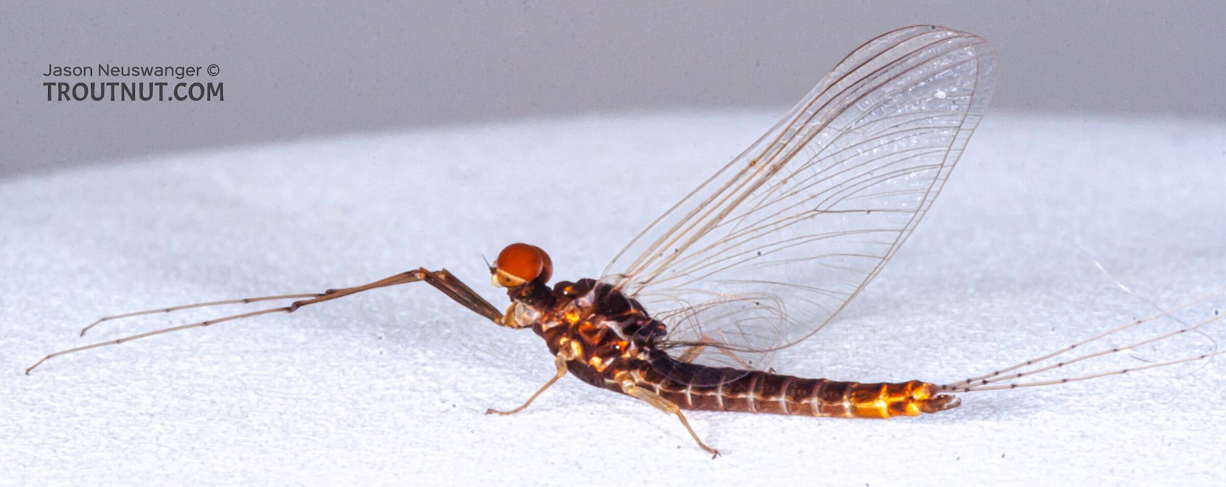 Male Ephemerella invaria (Sulphur) Mayfly Spinner Pictures