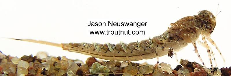 Siphloplecton basale (Pseudo-Gray Drake) Mayfly Nymph Pictures