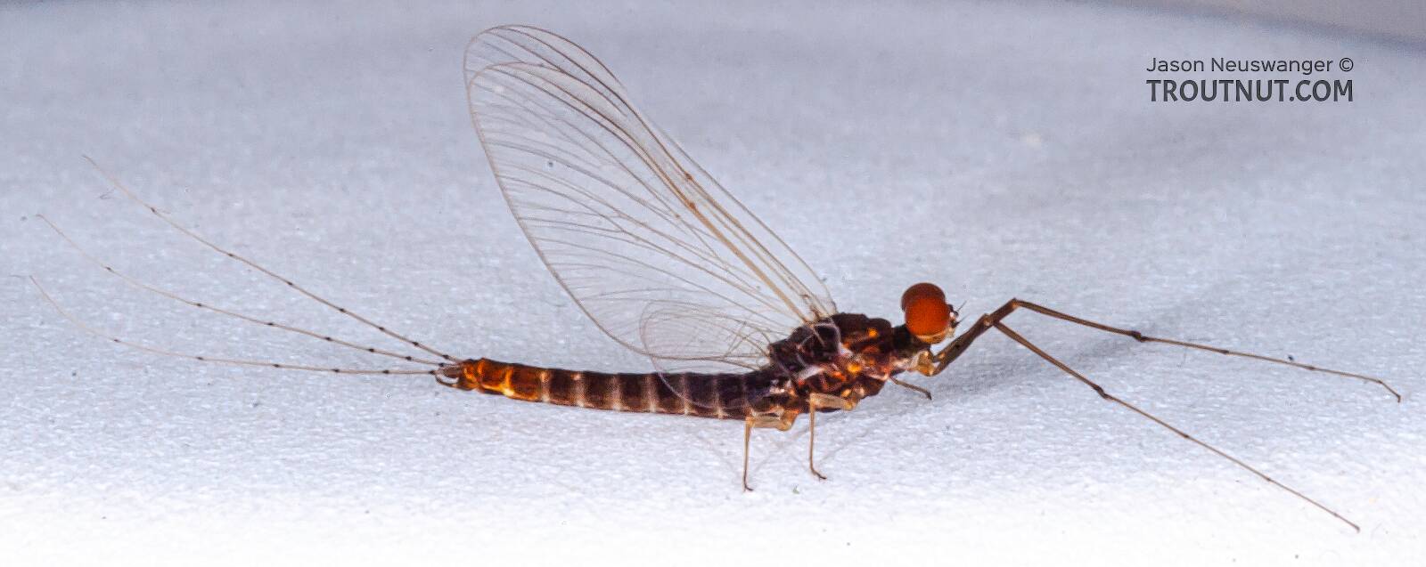 Male Ephemerella invaria (Sulphur) Mayfly Spinner Pictures