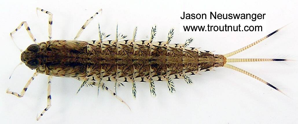 Siphloplecton (Pseudo-Gray Drake) Mayfly Nymph Pictures