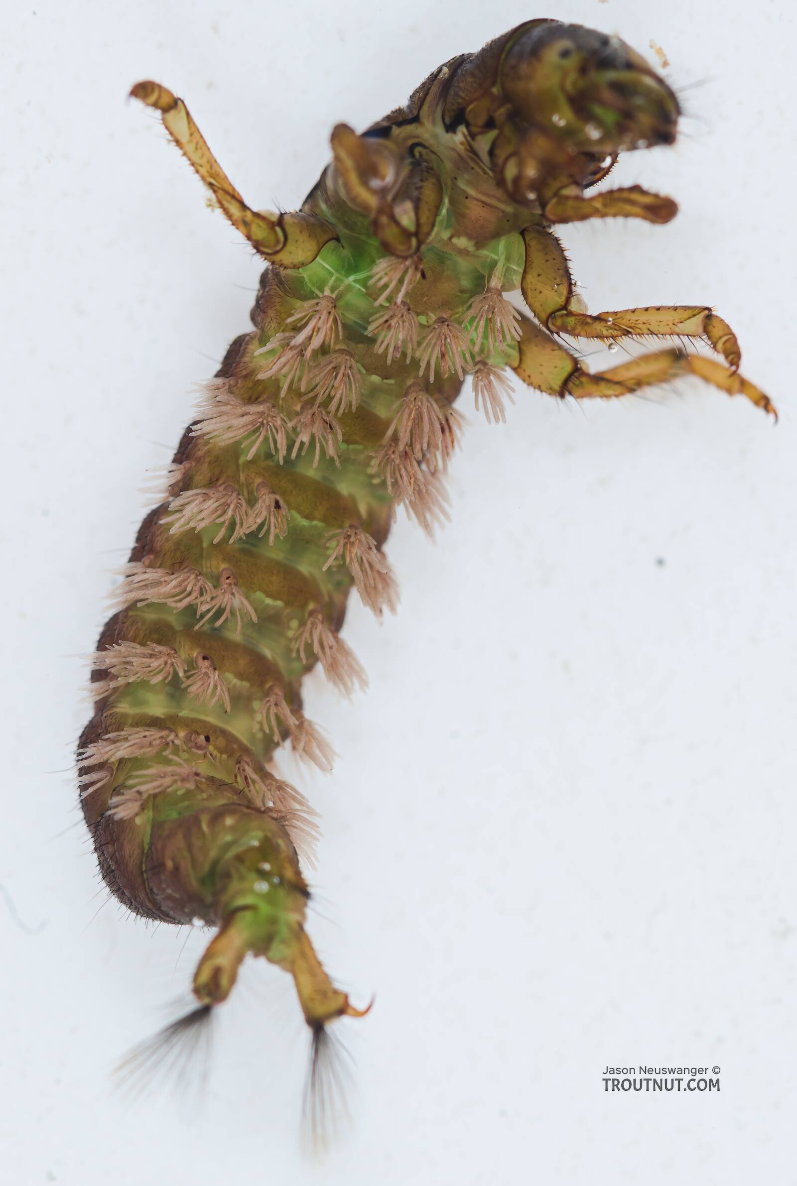 Identification: Key to Families of Caddisfly Larvae