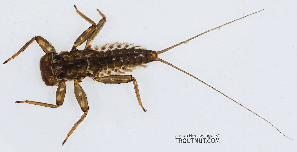 Epeorus albertae (Pink Lady) Mayfly Nymph Pictures