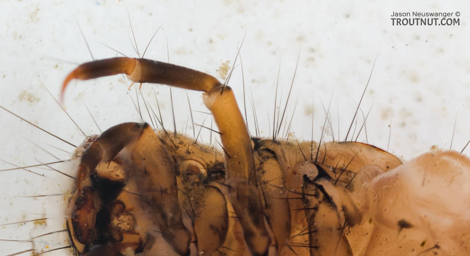Pycnopsyche guttifera (Great Autumn Brown Sedge) Caddisfly Larva Pictures