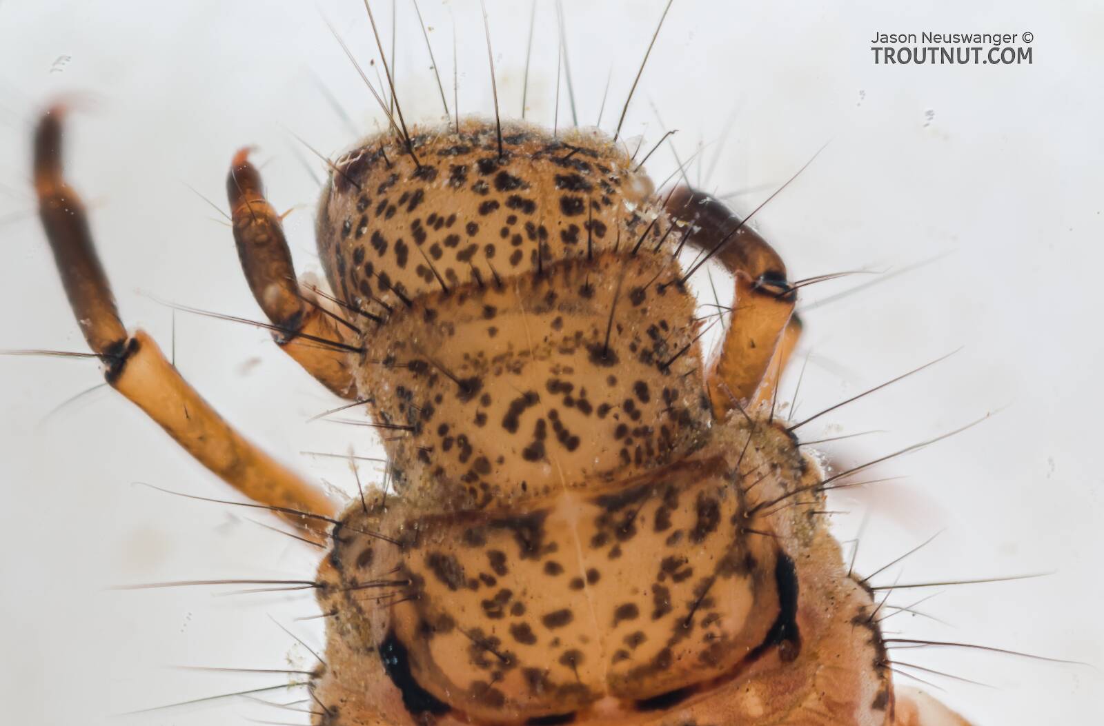 Pycnopsyche guttifera (Great Autumn Brown Sedge) Caddisfly Larva Pictures