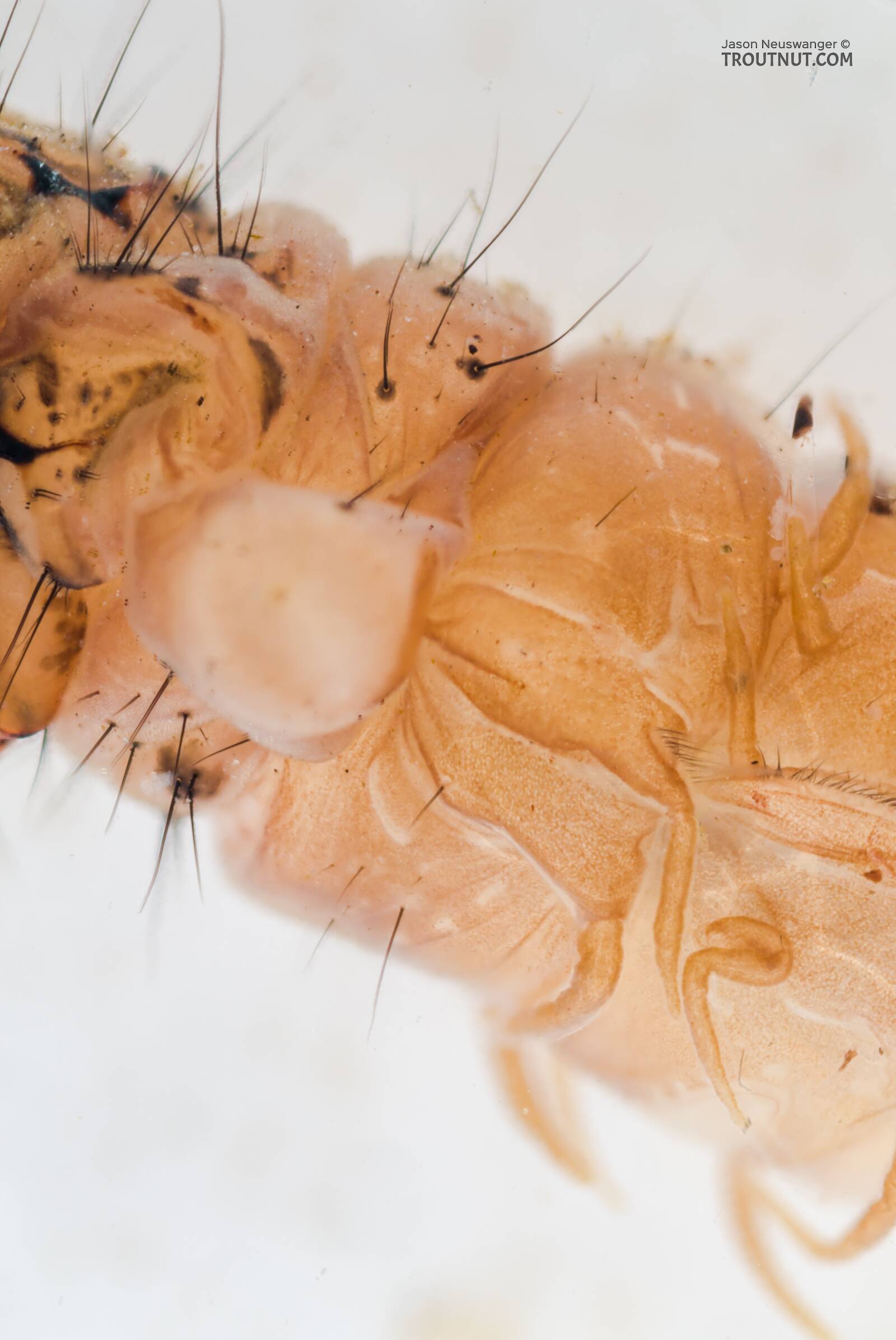 Pycnopsyche guttifera (Great Autumn Brown Sedge) Caddisfly Larva Pictures