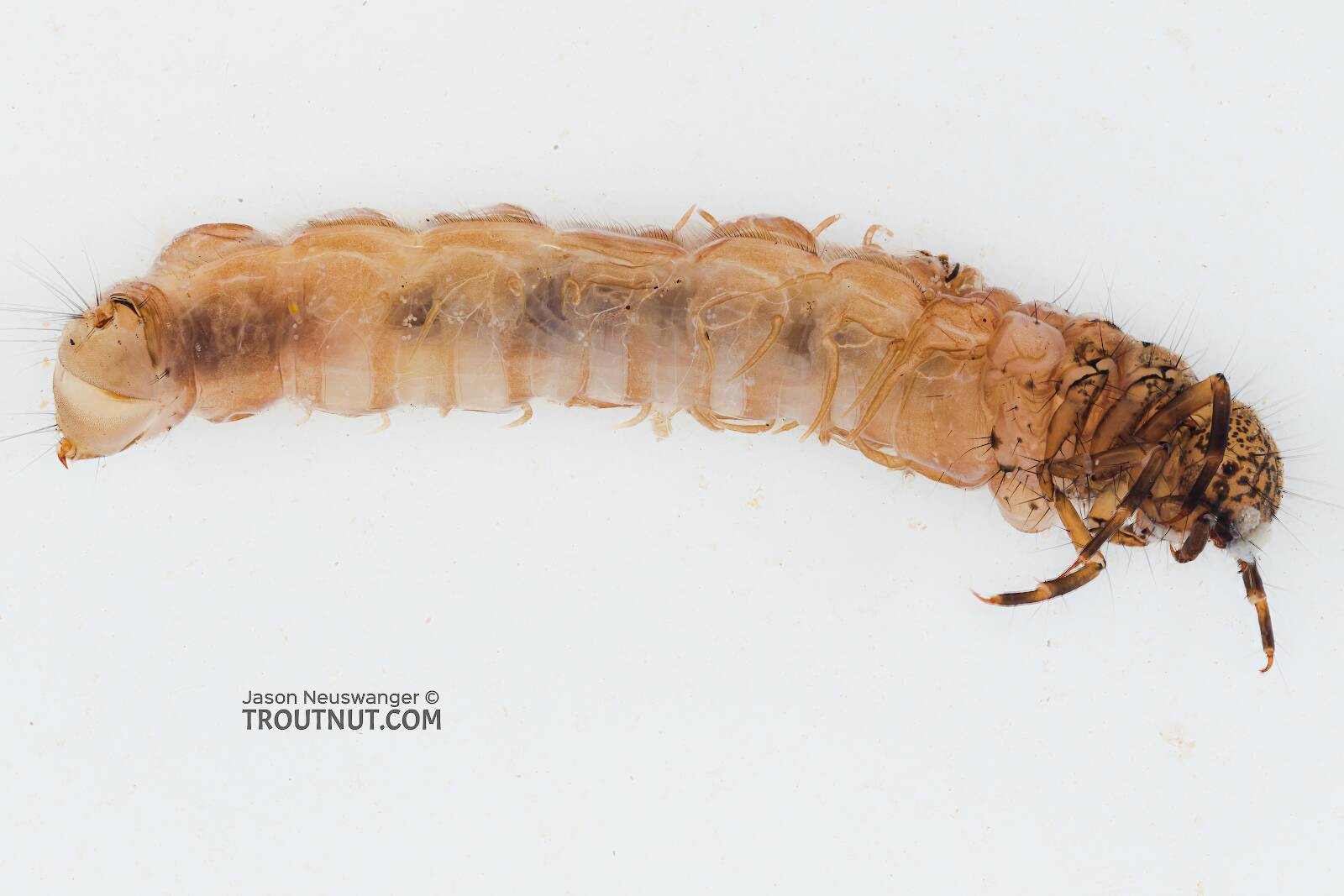 Pycnopsyche guttifera (Great Autumn Brown Sedge) Caddisfly Larva Pictures