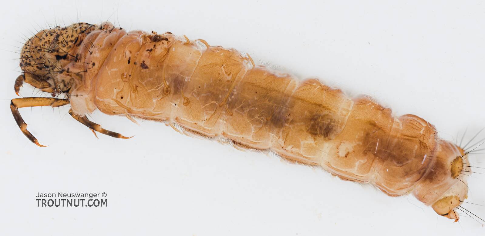 Pycnopsyche guttifera (Great Autumn Brown Sedge) Caddisfly Larva Pictures