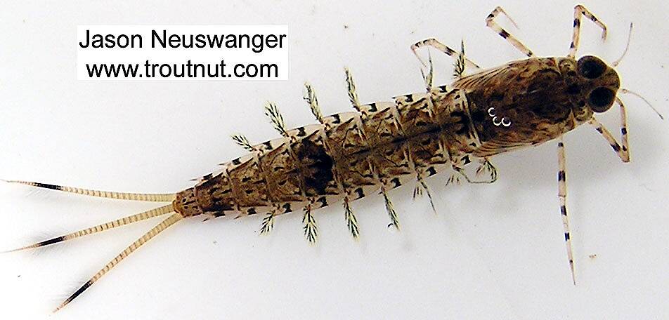 Siphloplecton basale (Pseudo-Gray Drake) Mayfly Nymph Pictures