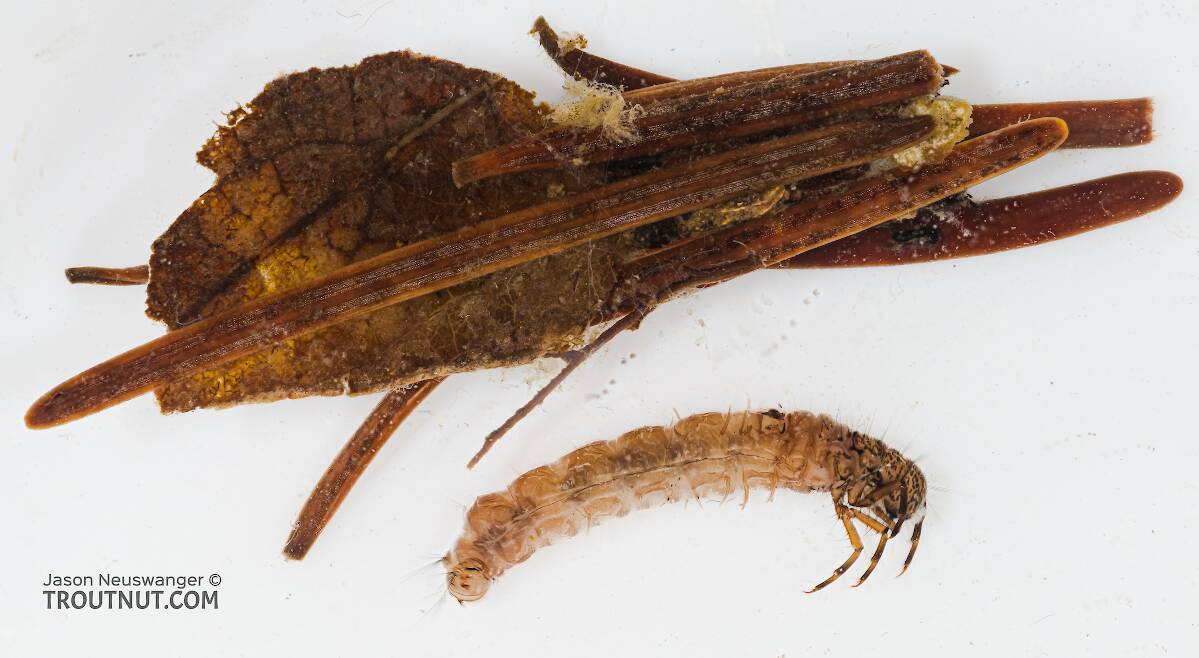 Caddisfly Species Pycnopsyche guttifera (Great Autumn Brown Sedges)